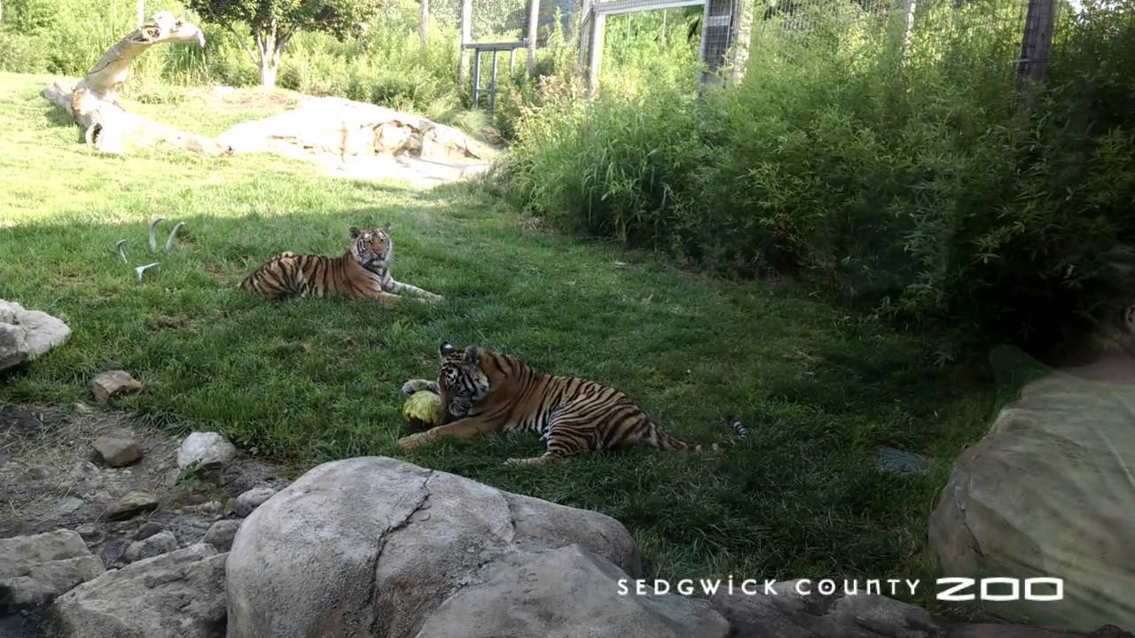 Watermelon for Tigers - YouTube