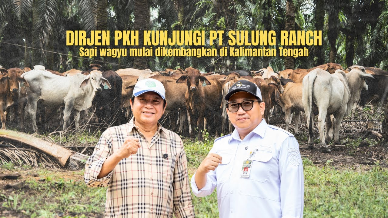 Dirjen PKH Kementan Kunjungi PT Sulung Ranch, Sapi Wagyu Mulai ...