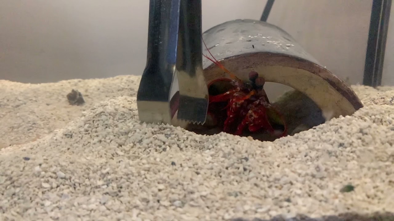 Mantis Shrimp Slow Motion PUNCH - YouTube