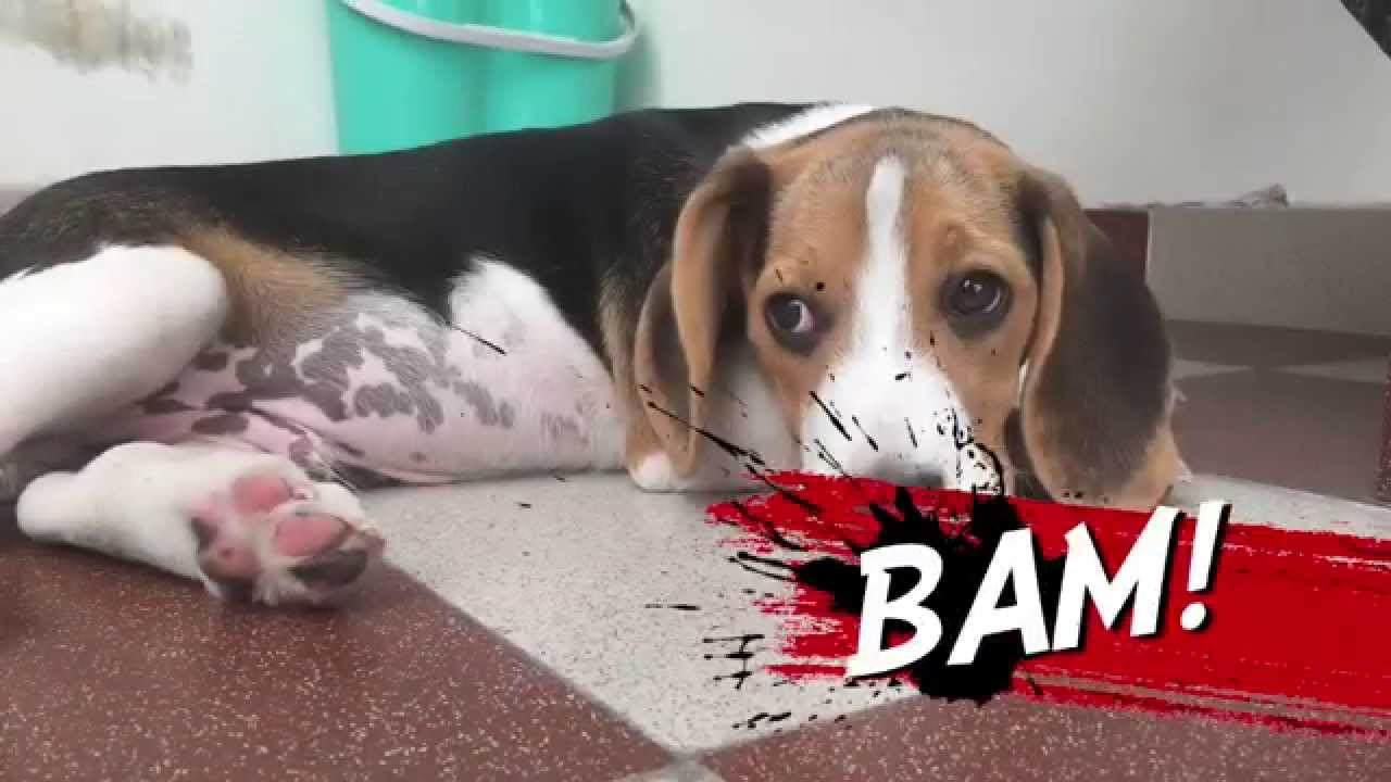 Worlds best breed ever - Moglee The Beagle - YouTube