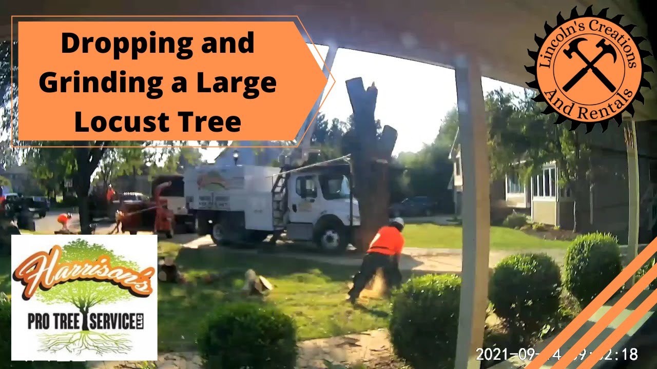 Dropping a Large Locust with Stump Grinding (Time Lapse) - YouTube