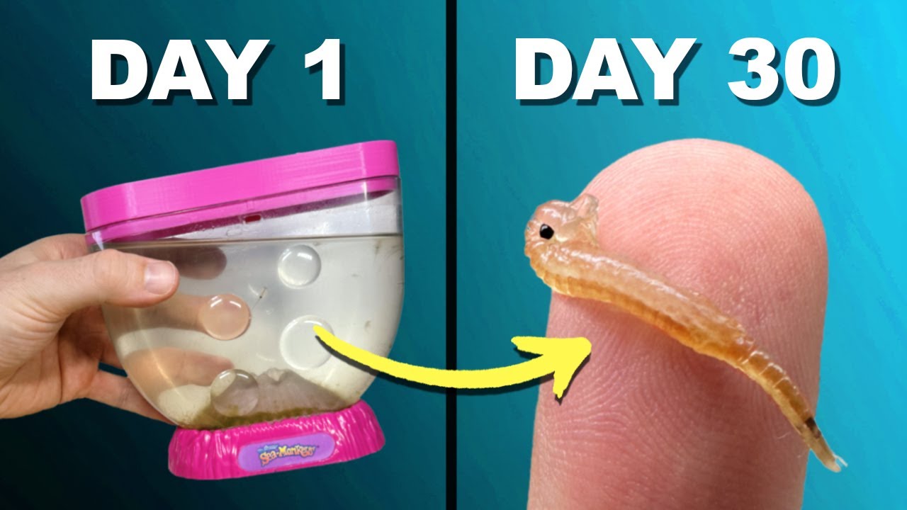 Sea-Monkeys Ocean Volcano | Unboxing & Review! - YouTube