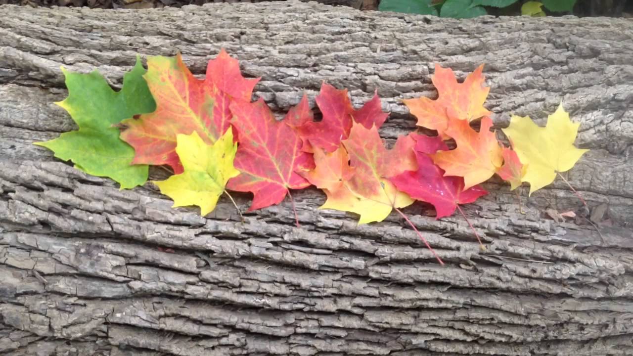 Fall leaves loop - YouTube