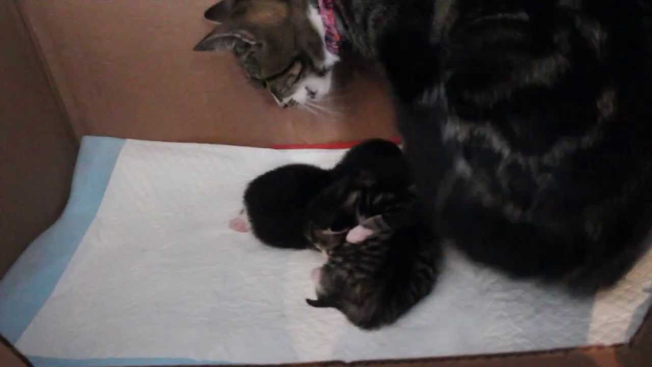 Mother cat loves her kittens - YouTube