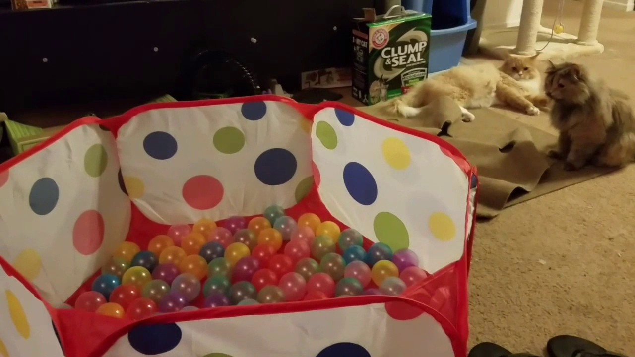 Epic cat jump into ball pit - YouTube