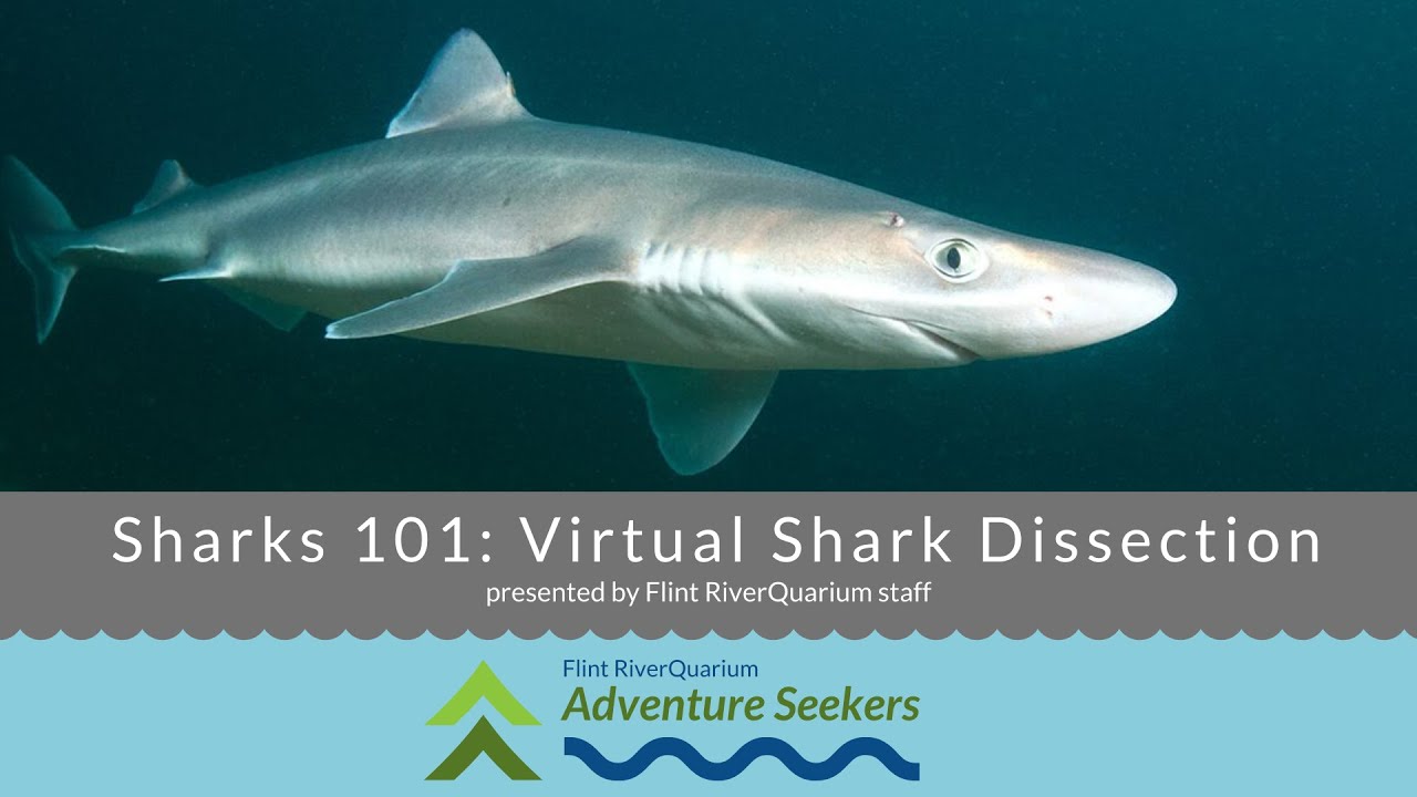 Dogfish External Anatomy