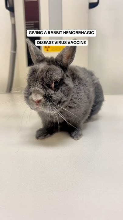 Rabbit Hemorrhagic Disease Virus Vaccine on a Netherland Dwarf Rabbit 🐰 - YouTube