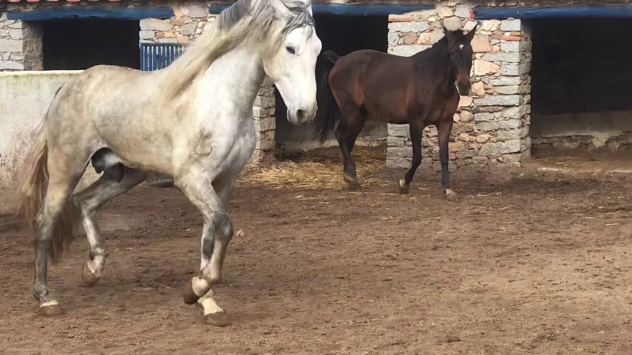 Caballo y yegua se conocen por primera vez - YouTube