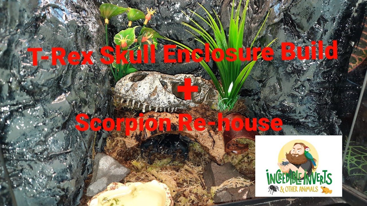 T-Rex Skull Enclosure Build + Scorpion Re-house #Scorpion # ...