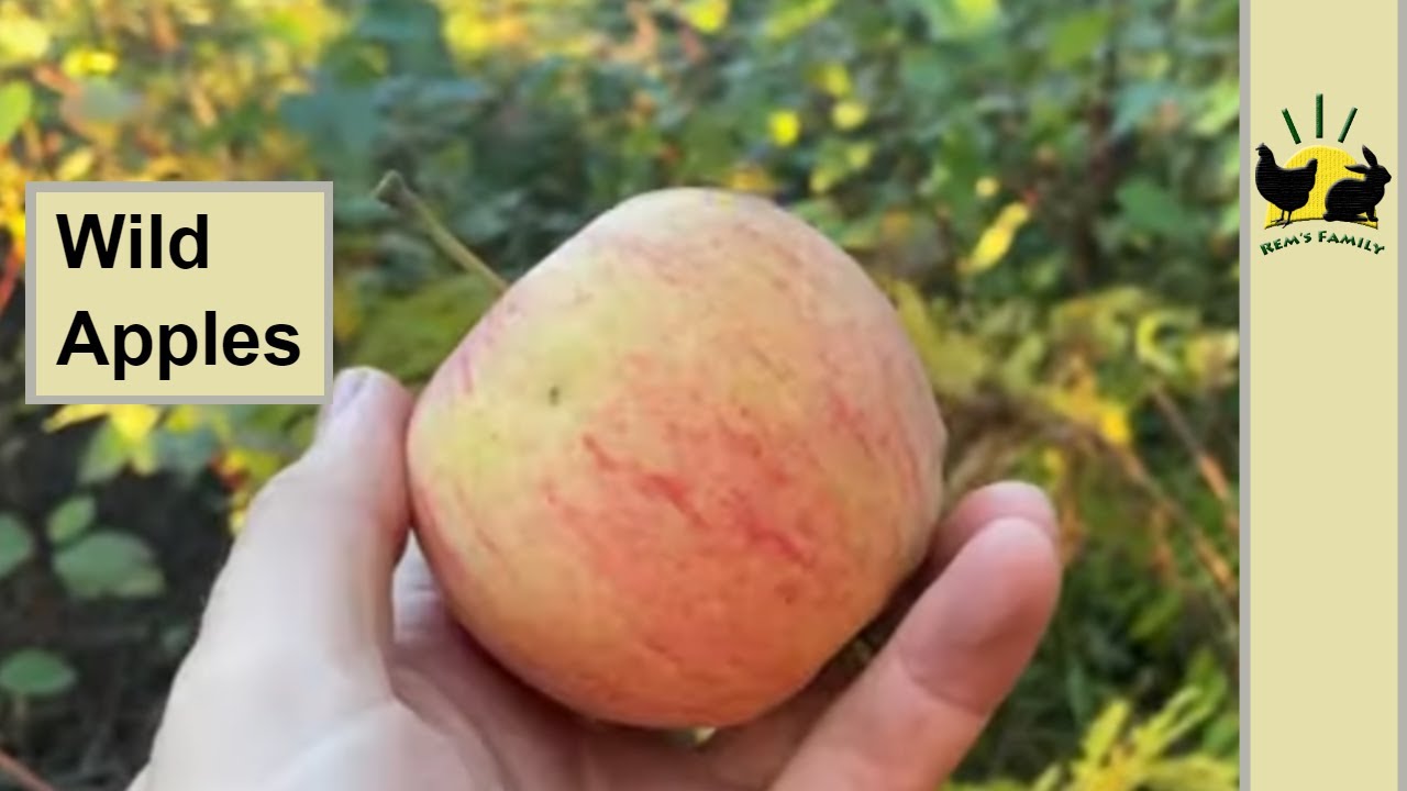 Wild Apple Picking While Hunting - Growing Your Own FOOD #Apples # ...