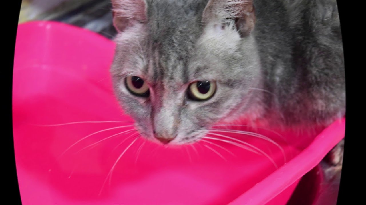 GARRITAS DE AMOR - SUPER CATS - YouTube