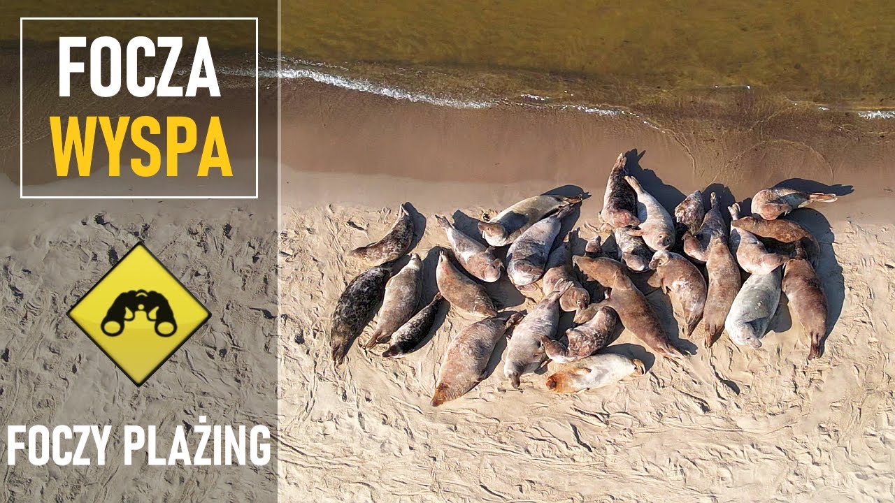 Foki przy ujściu Wisły na Bałtyku. Stadko wygrzewa się na Foczej Wyspie ...