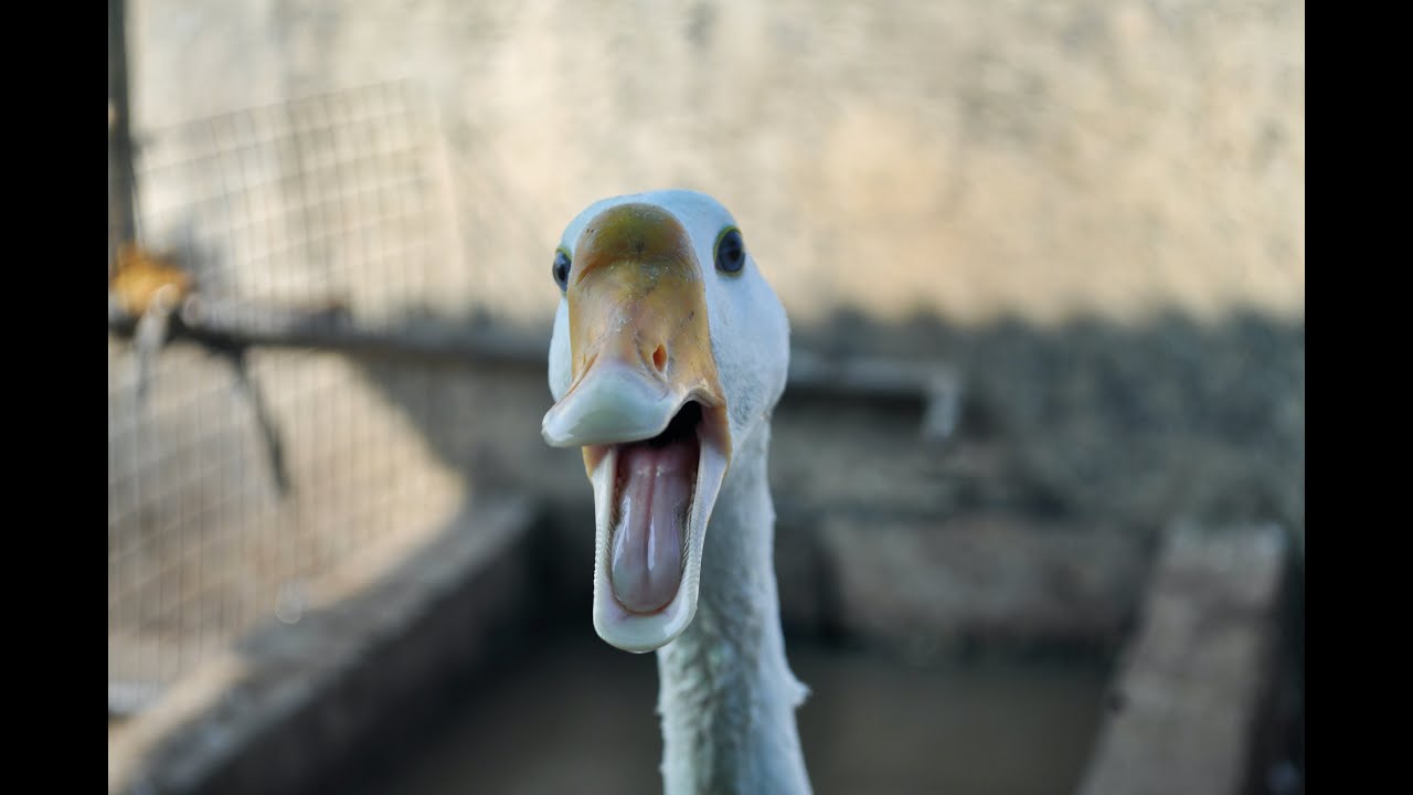 Try Not To Laugh Challenge CLEAN (VERY HARD) Animal Edition | tntl (Ep ...