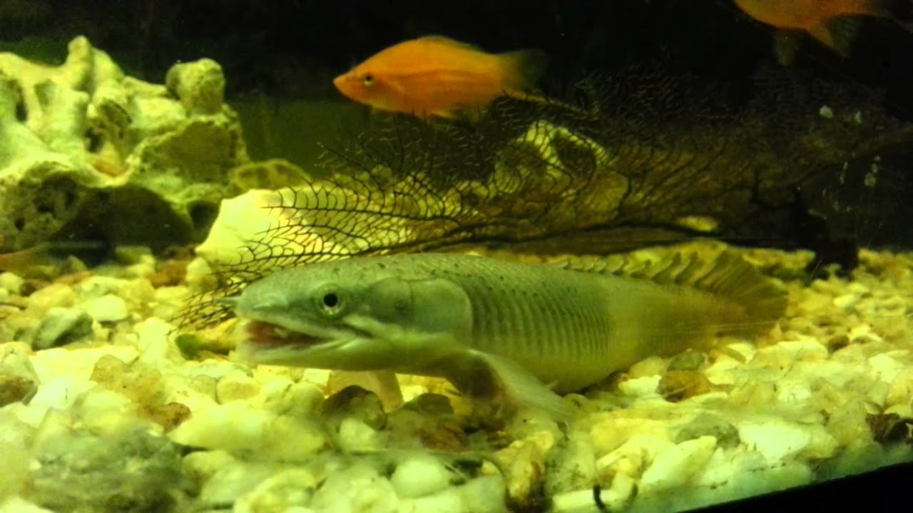 Pez Dragon - YouTube