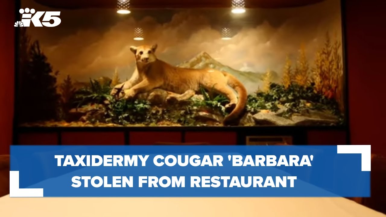 Taxidermy cougar 'Barbara' stolen from historic Seattle restaurant ...