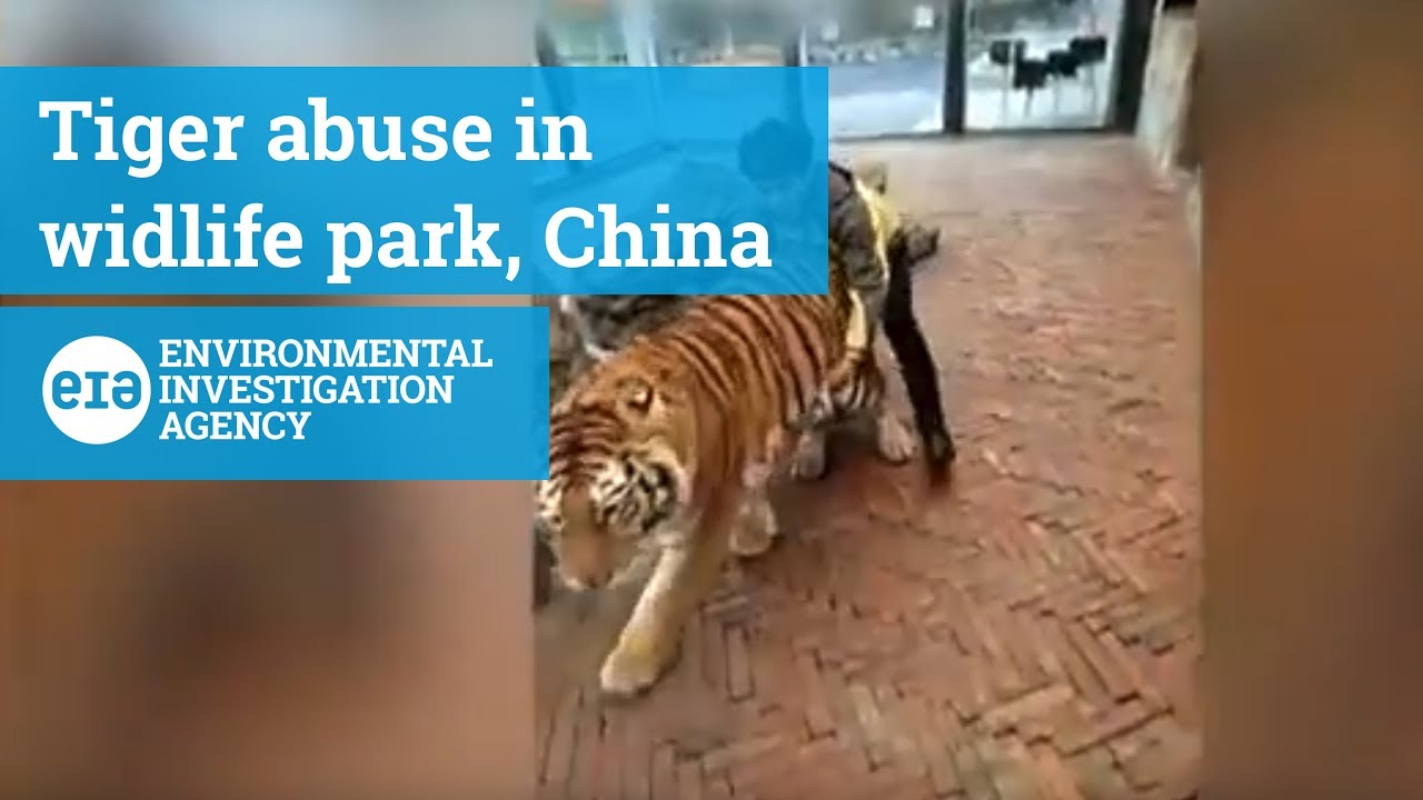 Tiger abuse in wildlife park, China - YouTube