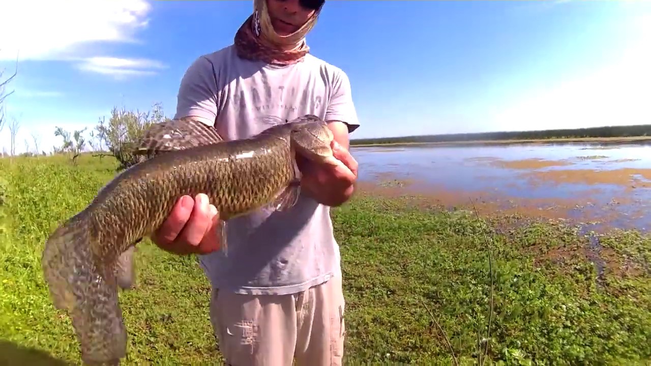 PESCA EN EL PANTANO / SWAMP FISHING - YouTube