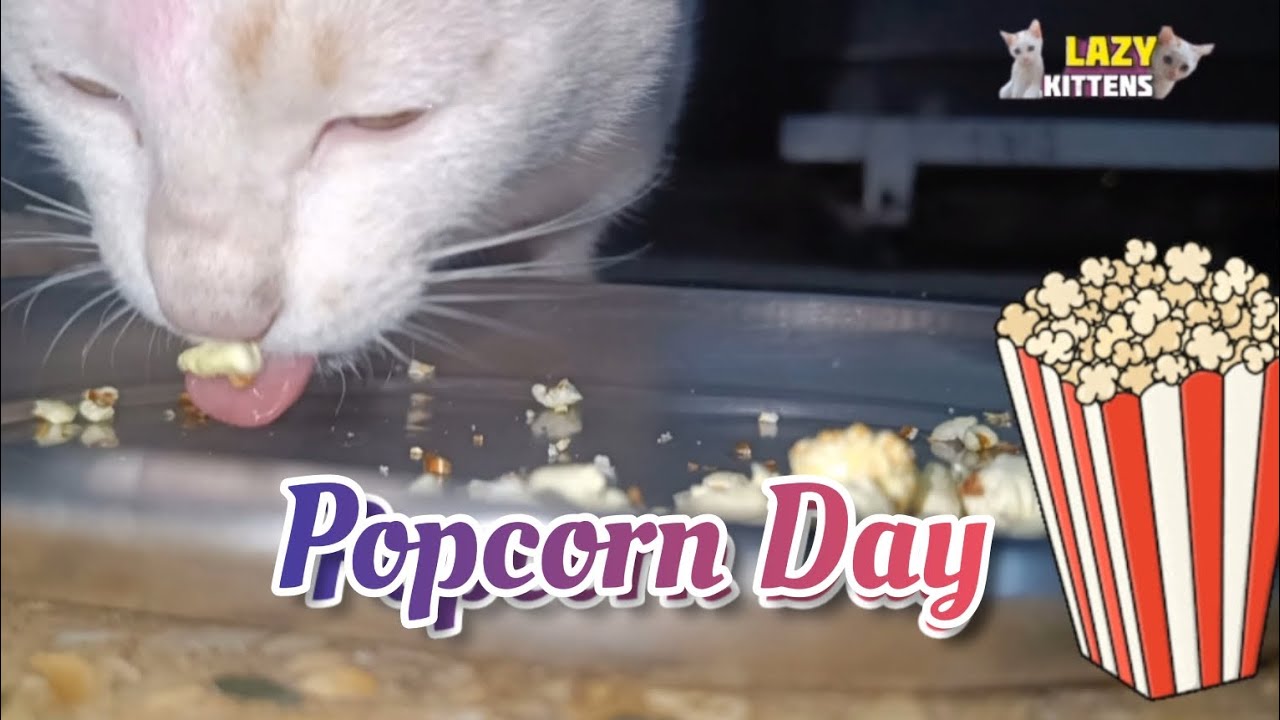 Does Kitten Likes Pop Corn ? - Lazy Kittens - YouTube