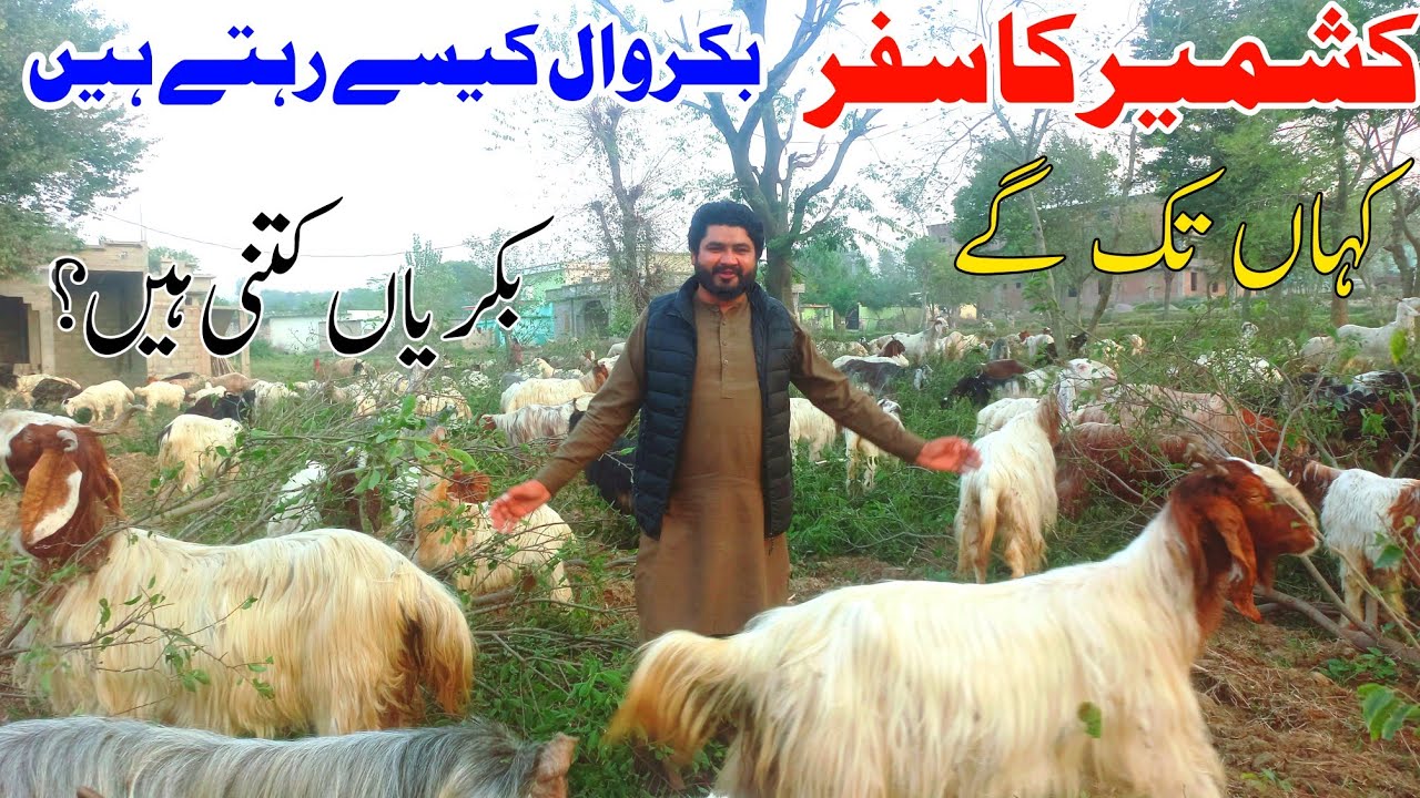 Bakrwals traveling in Kashmir | Life Style Of Bakrwals | Khana Badosh ...