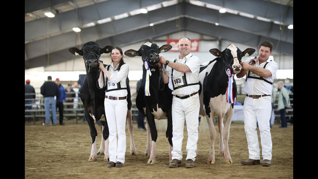 Ontario Spring Holstein Cows 2018 - YouTube