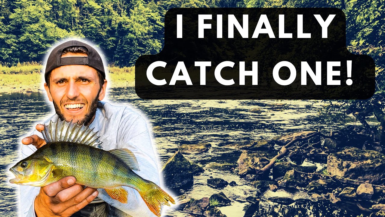 I FINALLY CATCH A BIG RIVER PERCH! | Perch Fishing UK! 🐠 | (4K) - YouTube
