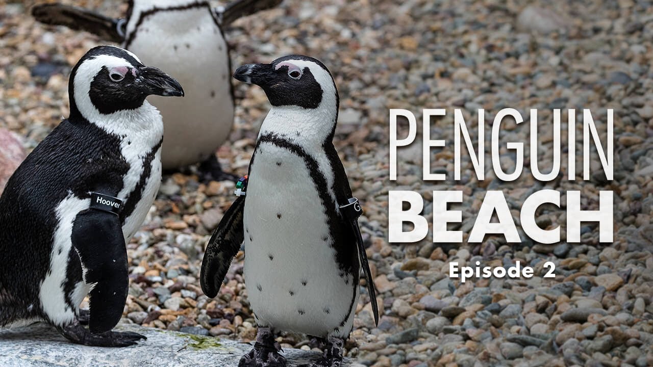 Penguin Beach | Episode 2 – Bonds Fierce and Fragile - YouTube
