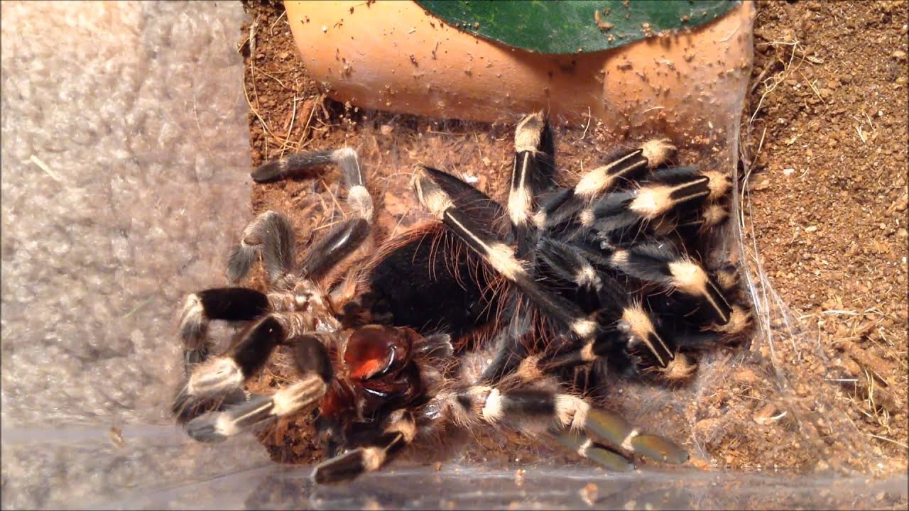 Nhandu chromatus molting in time-lapse - YouTube