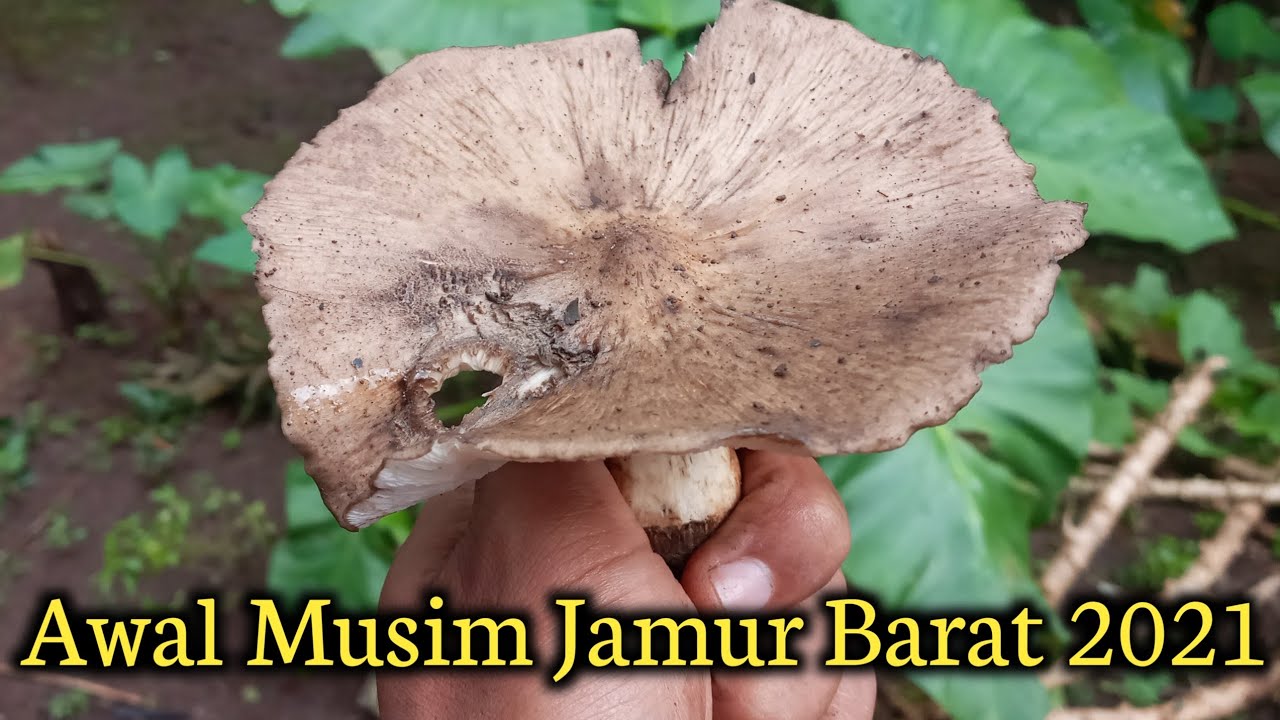 Awal Musim Jamur Barat Tahun 2021 #Jamurbarat - YouTube