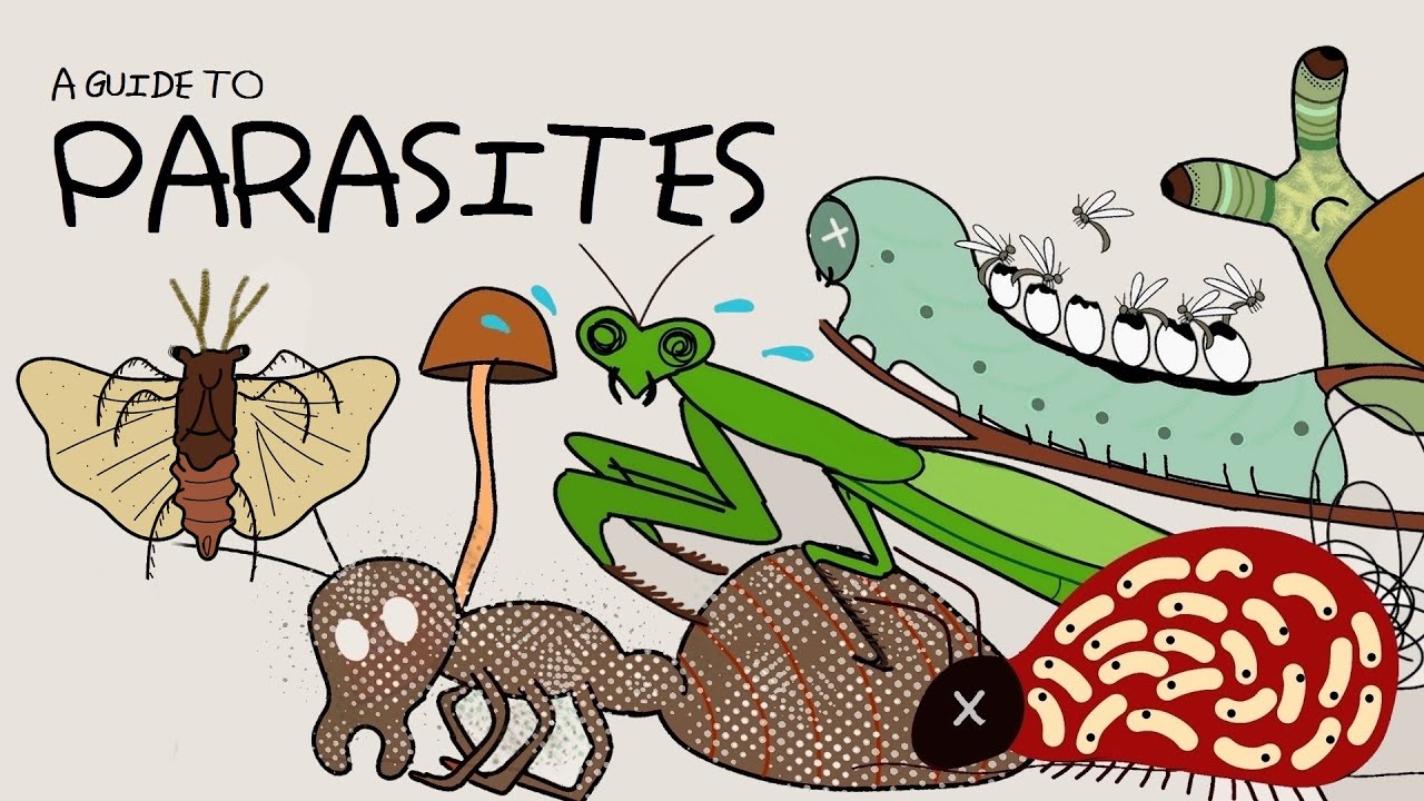 What Are The Most Gruesome Parasites? (Small Creatures' Worst Nightmare ...