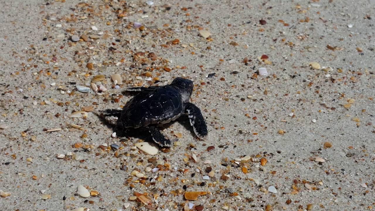 First Loggerhead hatchling release - YouTube