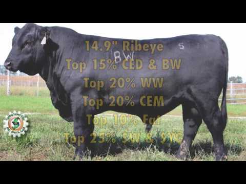 2017 BWF Fall Bulls - YouTube