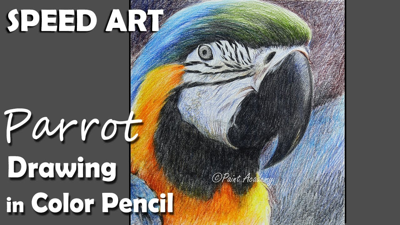 Parrot Face in Colored Pencil [SPEED ART] - YouTube