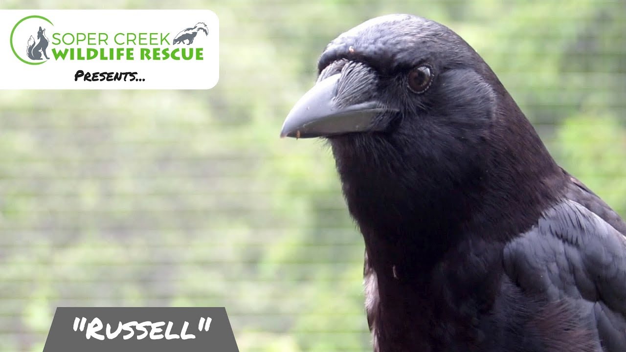 Meet Russell , the American Crow - YouTube