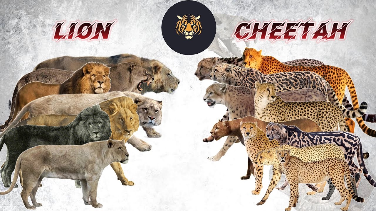 Lion vs Cheetah Size Comparison LIVING VS EXTINCT - YouTube