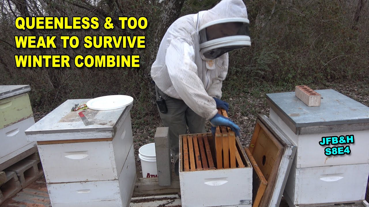 Queenless Hive Winter Combine S8E4 #beekeeping - YouTube