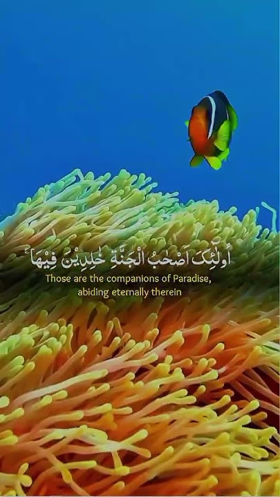 pashton official chennal New trending telawat Quran YouTube channel ...