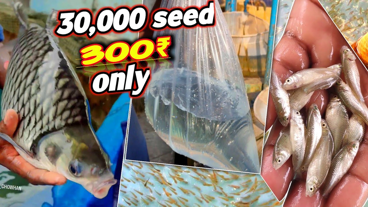 Japanese puti fish seed and spawn selling price/ चीनी और जापानी मछली के ...