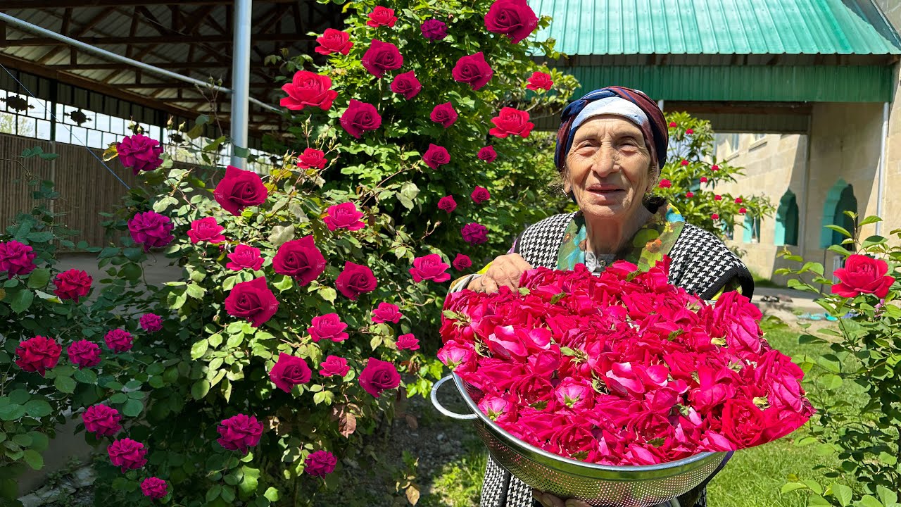 Picking Roses and Making ROSE Jam, Three sisters Dolma, Chicken Recipe ...