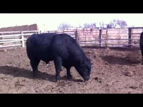 Simmental x Angus Bull son of Star Power - YouTube