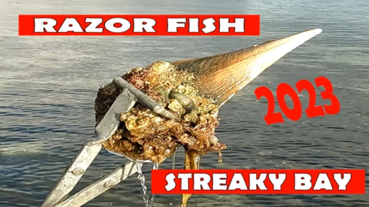 RAZOR FISH at STREAKY BAY - YouTube