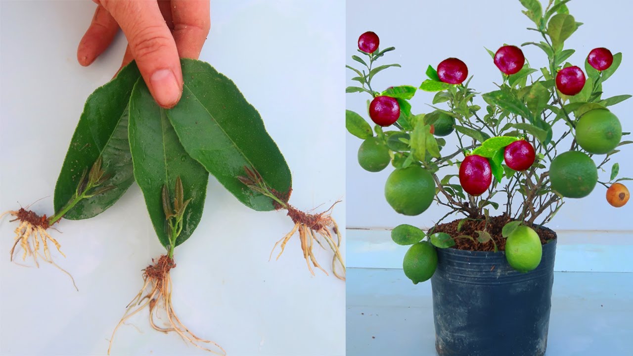 How to grow Red Lemon Tree from leaves for beginners - YouTube