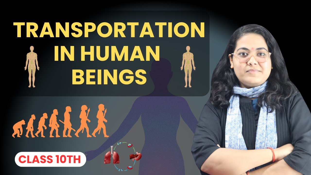 Transportation in Human Beings | Class 10 Science | Circulatory System ...