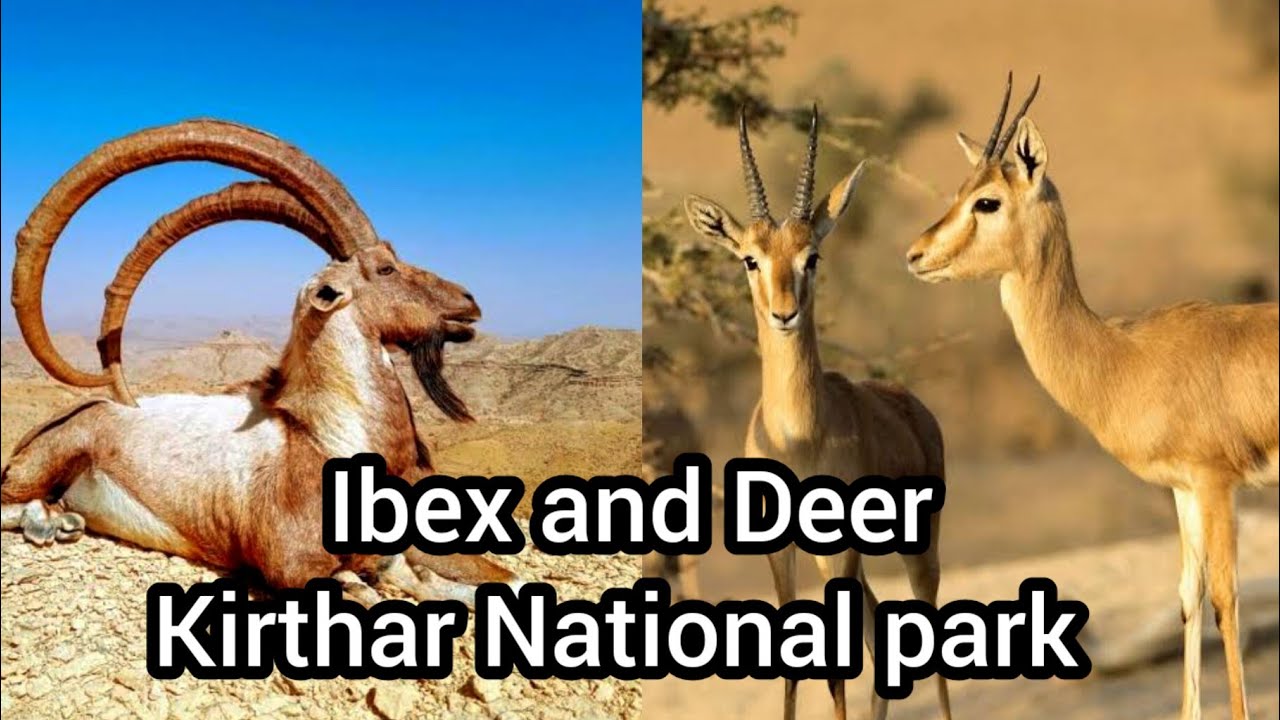 wild deer and ibex at kirthar national park sindh pakistan - YouTube