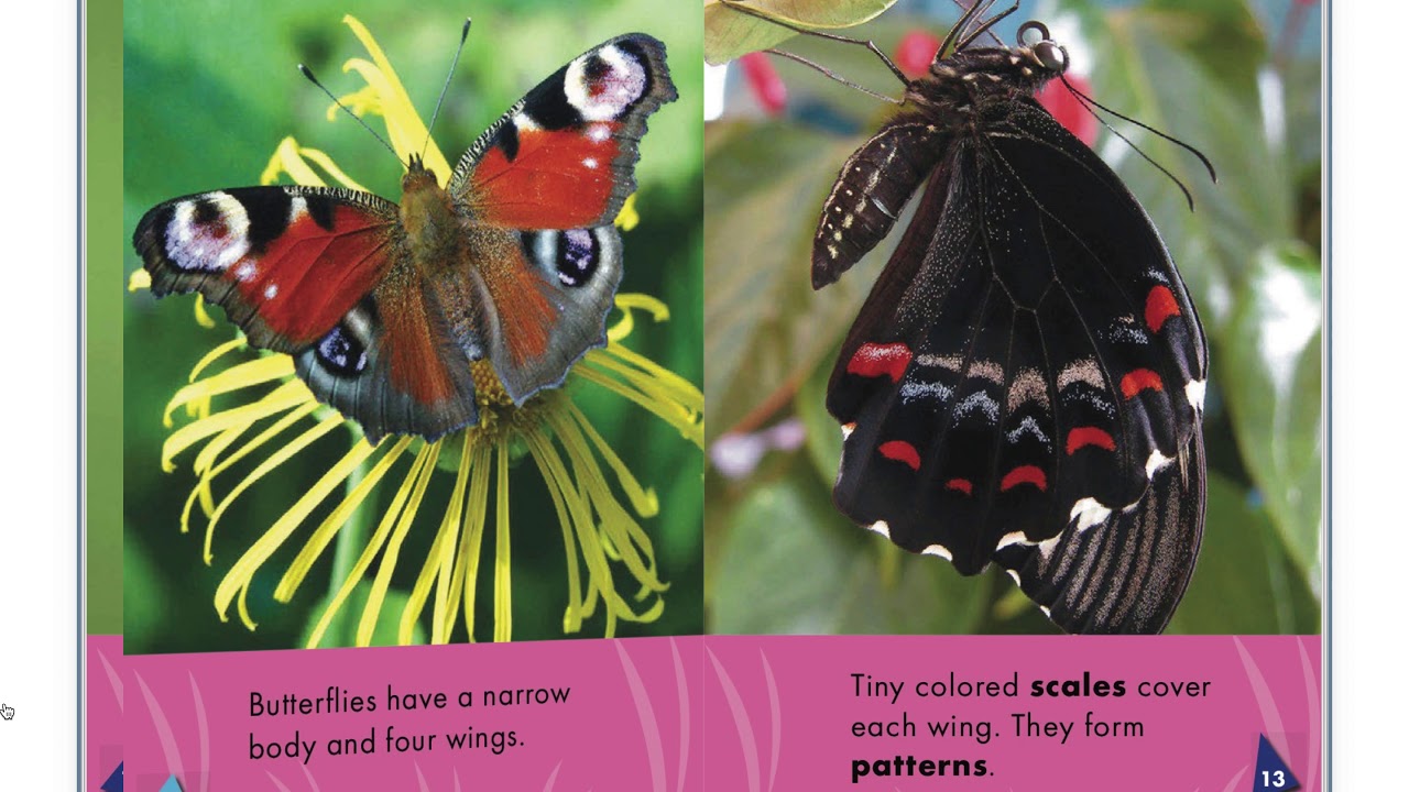 Butterflies: World of Insects - YouTube