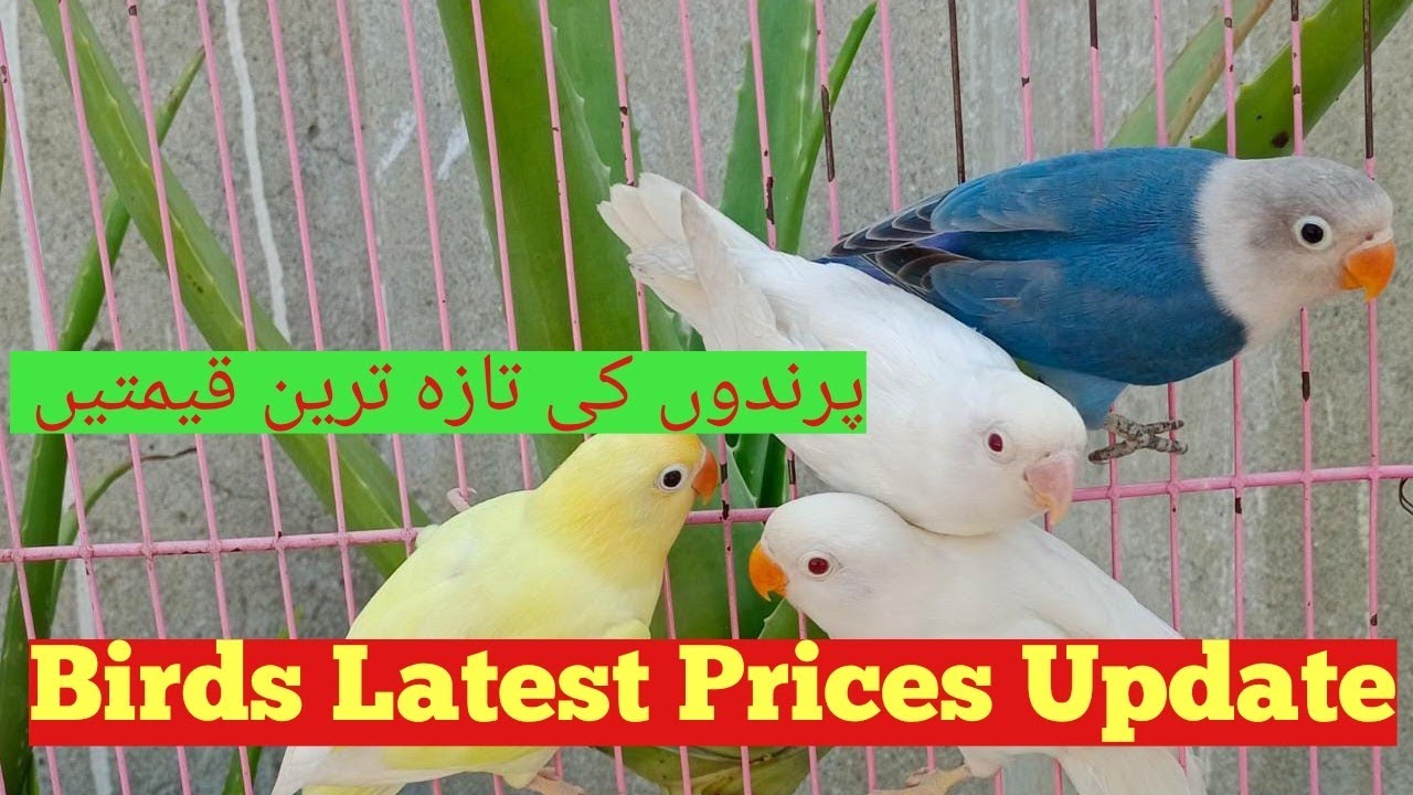 Birds latest prices update in Pakistan|Lovebirds, Cocktails, Ringneck ...