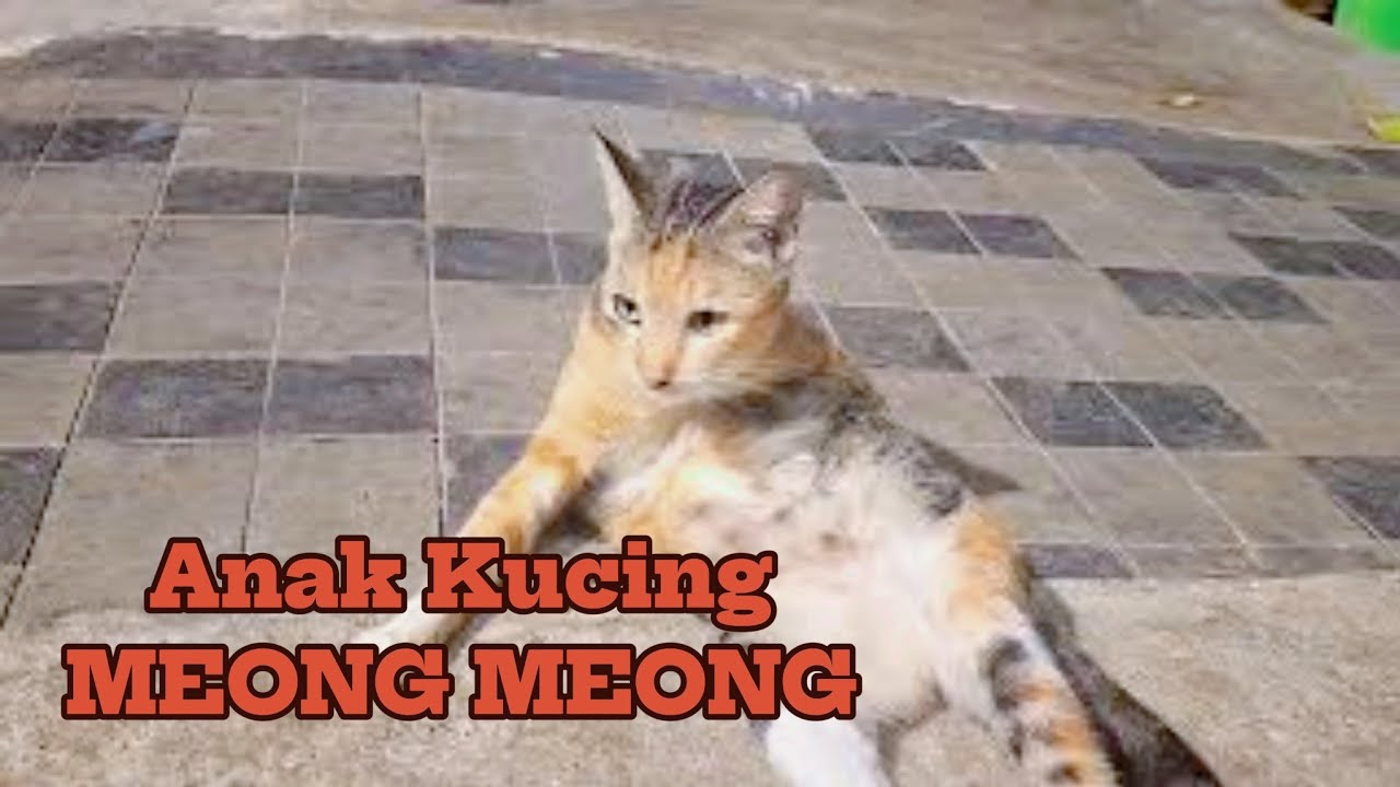 SI MEONG MEONG ~ ANAK KUCING MEONG MEONG ~ LAGU ANAK BALITA POPULER ...