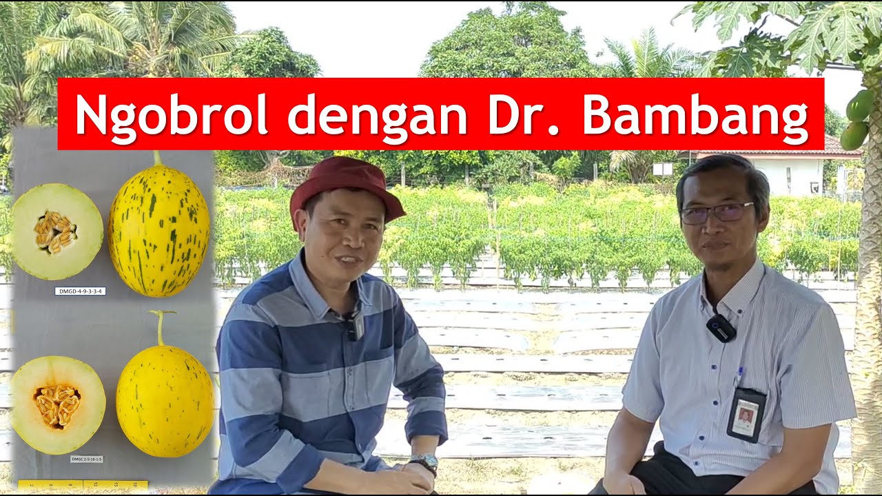 Ngobrol dengan Dr Bambang Supriyatna: Dosen Pemuliaan UPN Yogyakarta ...