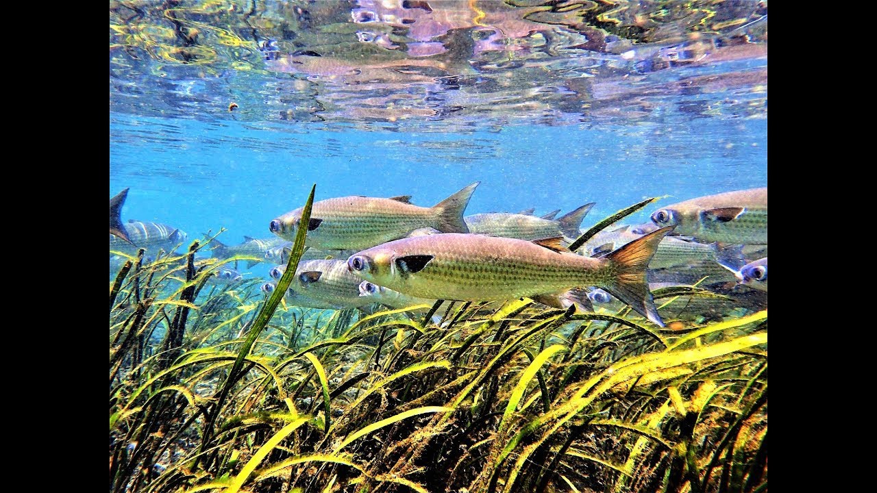 Kayaking and Snorkeling in Ichetucknee River and Devil's Eye Natural ...