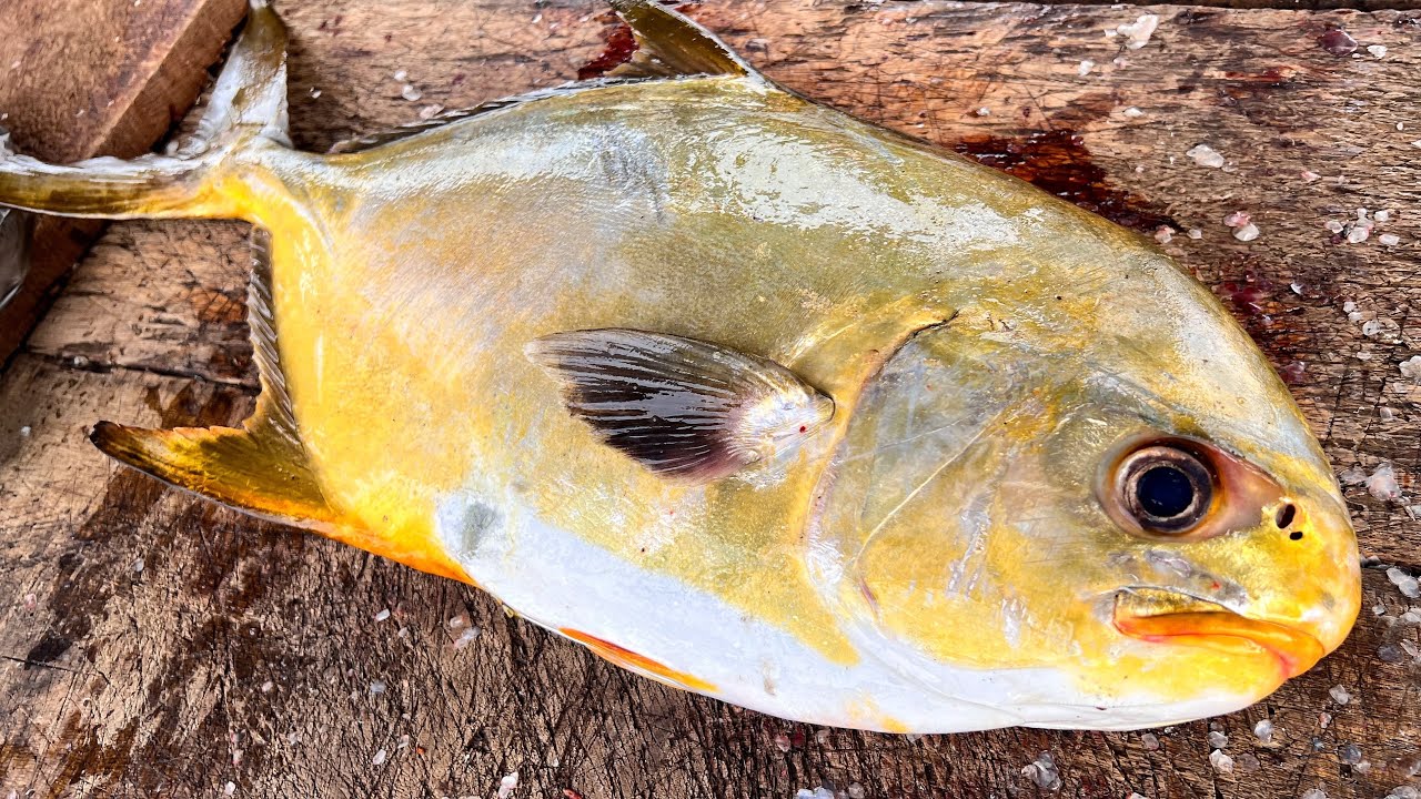 $20/ 15 Lb Endangered Golden Prompano Fish Cutting | Golden Pompano ...