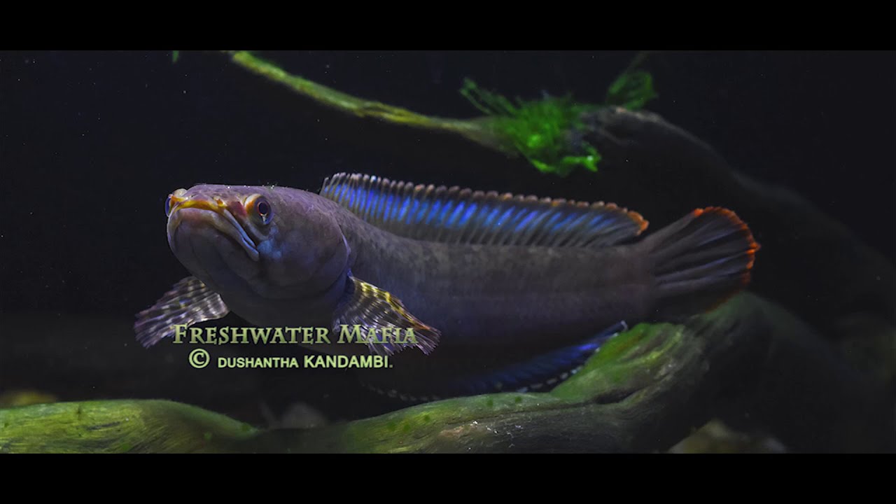 Channa orientalis- Beauty of Ceylon snakehead. - YouTube